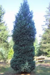 Chiparos albastru Chamaecyparis lawsoniana Columnaris | gm5021