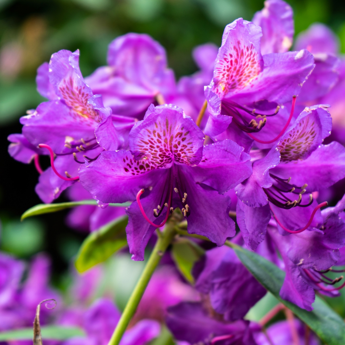 Planta Rhododendron Marcel Menard 40 50 cm azoy_835947129