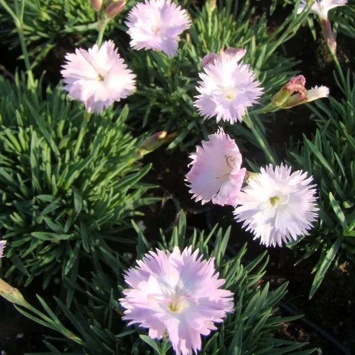 Garofite cu flori roz deschis - Dianthus Whatfield Wisp | gm044