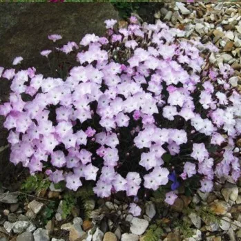 Garofite cu flori roz deschis - Dianthus Whatfield Wisp | gm044