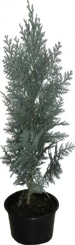 Chiparos albastru Chamaecyparis lawsoniana Columnaris | gm5021