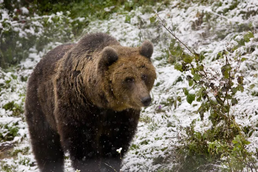 Bear Watching - Short Break pentru intreaga familie in Brasov / Bran ...
