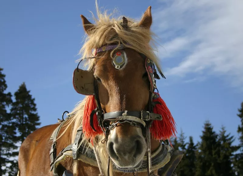 Initiere in calarie in Cluj pentru 2 CJ3ICA2 - cel.ro