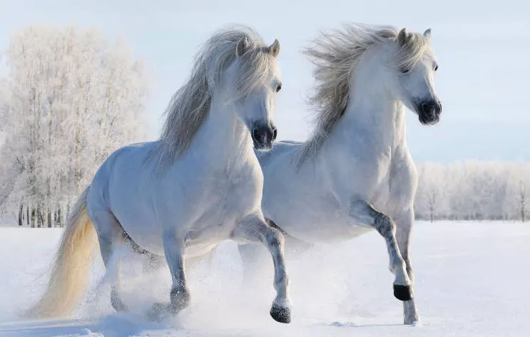 Panou bucatarie protectie plita aragaz antistropire print UV model Doi ...