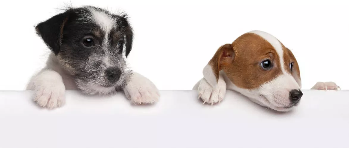 Panou bucatarie protectie plita aragaz antistropire print UV model Doi ...