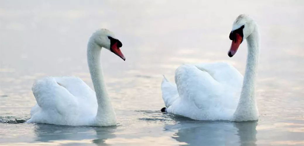 Panou bucatarie protectie plita aragaz antistropire print UV model la ...