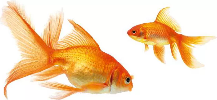 Panou bucatarie protectie plita aragaz antistropire print UV model ...