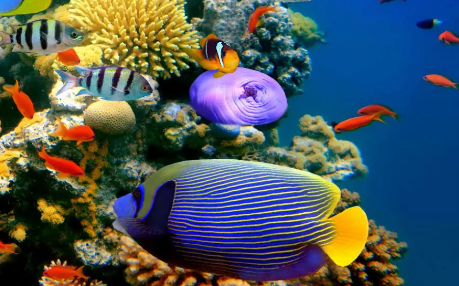 Panou bucatarie protectie plita aragaz antistropire print UV model ...