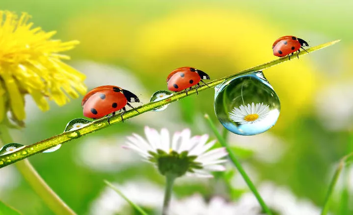 Panou bucatarie protectie plita aragaz antistropire print UV model Trei - cel.ro