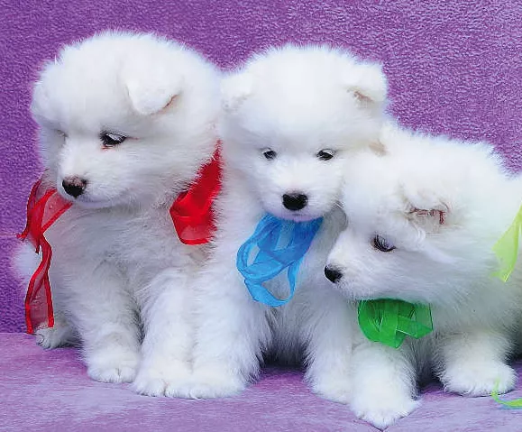 Panou bucatarie protectie plita aragaz antistropire print UV model Trei ...