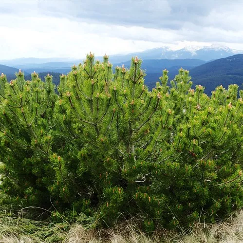 Jneapan Pinus mugo la CEL.ro