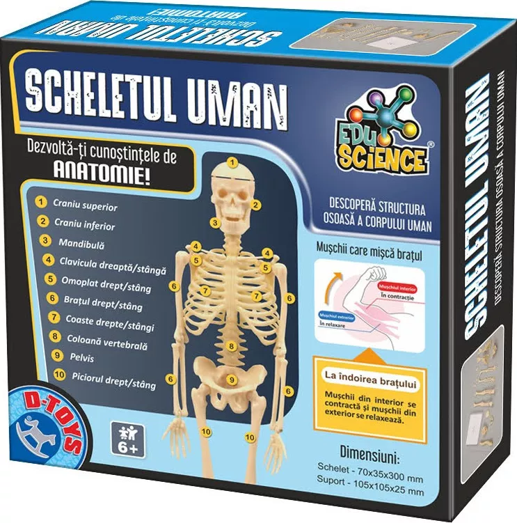 SCHELETUL UMAN - JOC EDUCATIV DTO76939 - cel.ro