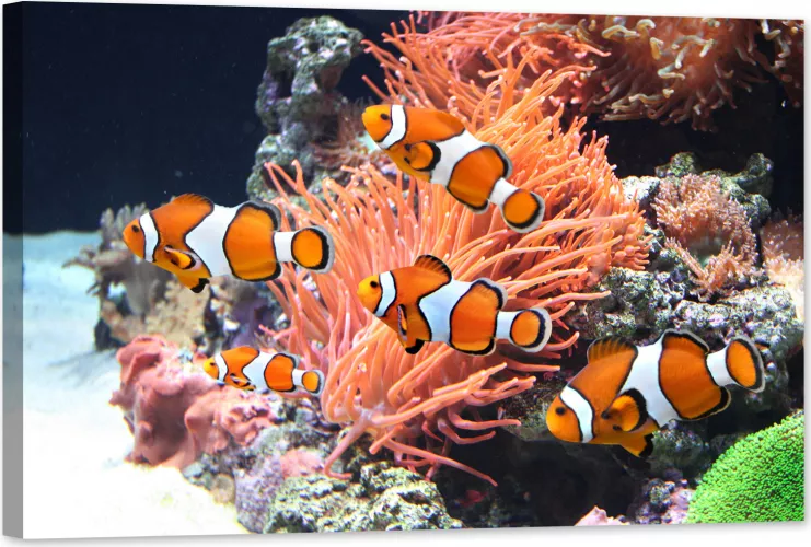 Tablou luminos in intuneric GlowforHome Anemona de mare si peste clovn ...