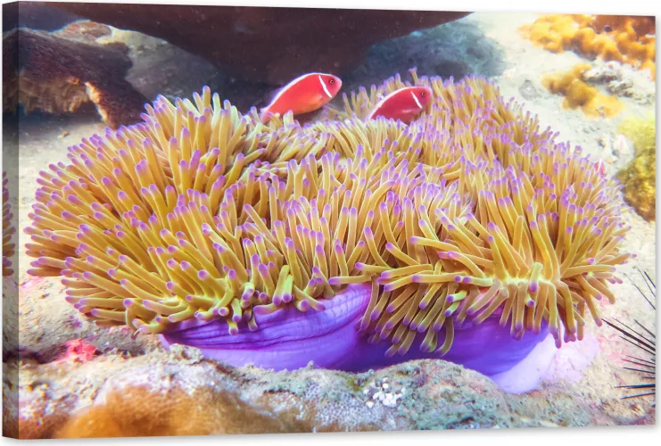 Tablou luminos in intuneric GlowforHome Anemone cu pesti roz Viata ...