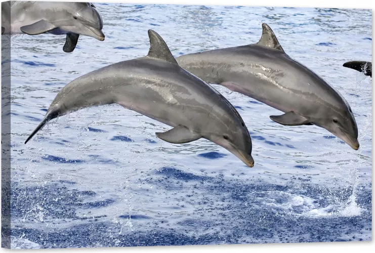 Tablou luminos in intuneric GlowforHome Delfinii Viata subacvatica in ...