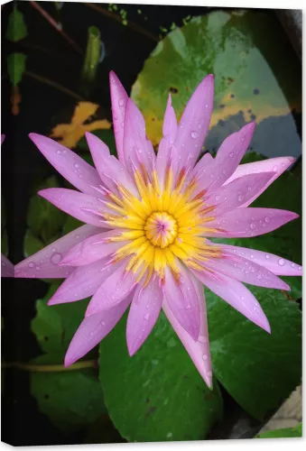 Tablou luminos in intuneric GlowforHome Floarea de apa nufar roz 60 cm ...