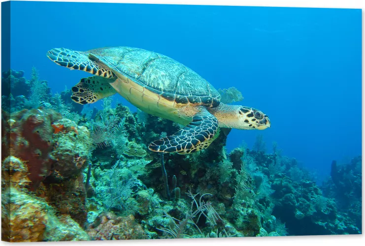 Tablou luminos in intuneric GlowforHome Inotul testoaselor in mare ...