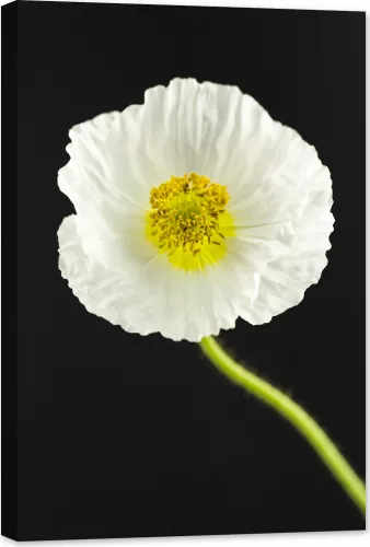 Tablou luminos in intuneric GlowforHome Mac alb pe fundal negru 120 cm ...