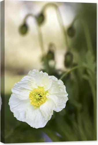 Tablou luminos in intuneric GlowforHome Macul Islandei Alb 60 cm x 40 ...