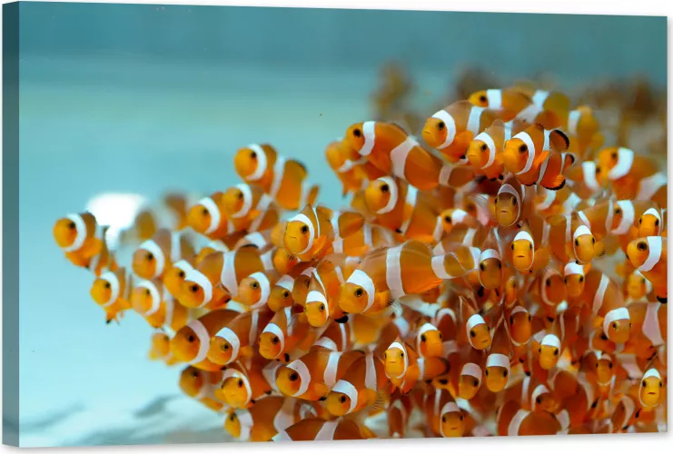 Tablou luminos in intuneric GlowforHome Nemo pestele banc de pesti ...