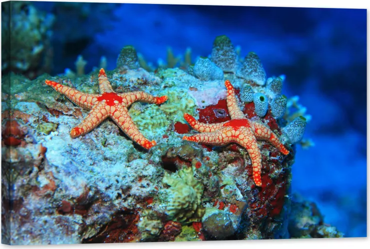 Tablou luminos in intuneric GlowforHome Stea de mare colorata 60 cm x ...