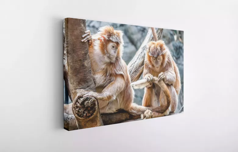 Tablou Canvas INSPO - Monkeys Family 124-60x90 - cel.ro