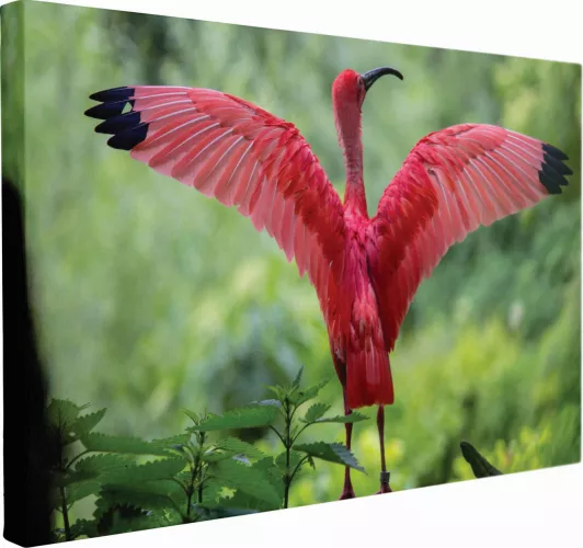 Tablou Canvas INSPO - Red Flamingo 59-80x120e - cel.ro