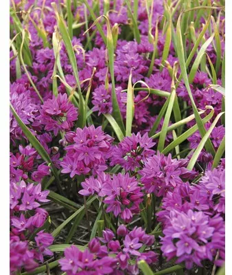 Mix bulbi flori de vara favorabil pentru albine 35 buc COS0508 - cel.ro