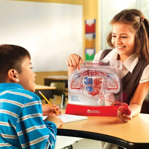 Learning resources - macheta inima - pomparea sangelui LER3535 - cel.ro