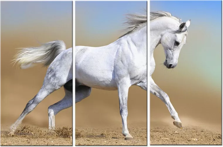 Set tablou DualView Startonight Cal arab luminos in intuneric 60 x 90 ...