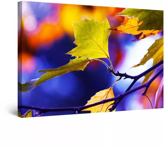 Tablou DualView Startonight Copac pe campul inverzit luminos in ...