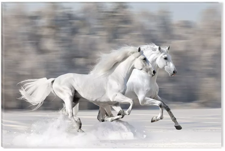 Tablou DualView Startonight Doi cai albi in galop luminos in intuneric ...