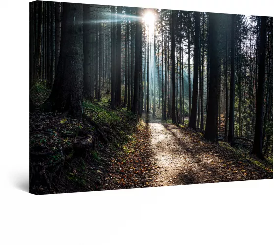 Tablou DualView Startonight Poteca prin Padure luminos in intuneric 80 ...