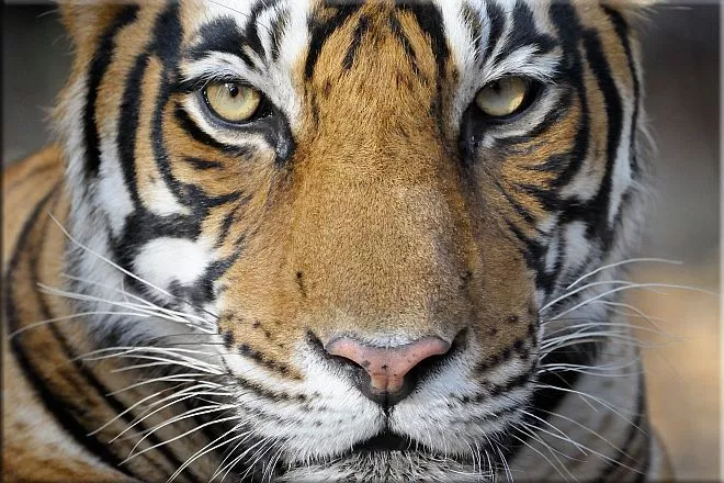 Tablou DualView Startonight Tigru bengalez luminos in intuneric 80 x ...