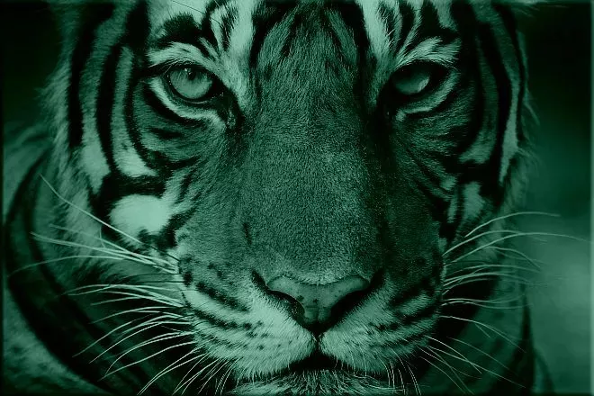 Tablou DualView Startonight Tigru bengalez luminos in intuneric 80 x ...