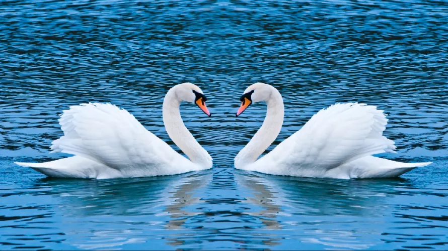 Fototapet Lebede pe lac 350 x 200 BBIMG4135 - cel.ro