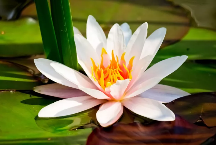 Fototapet Nufar alb 300 x 200 BBIMG4074 - cel.ro