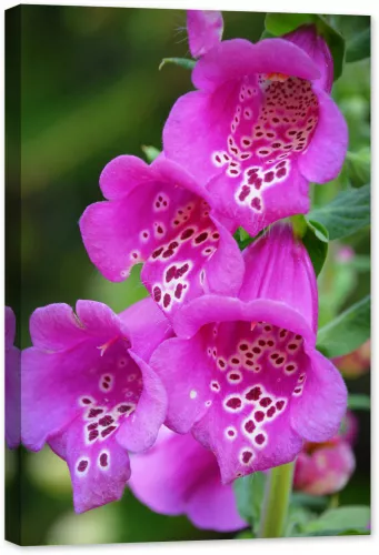 Tablou canvas luminescent luminos in intuneric GlowforHome Dualv-View ...