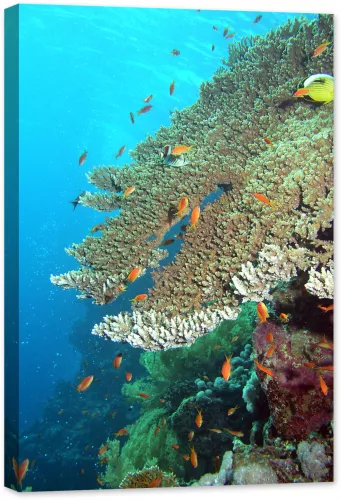 Tablou canvas luminescent luminos in intuneric GlowforHome Dualv-View ...