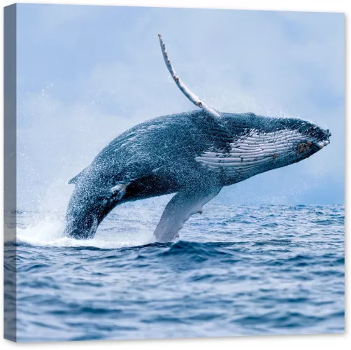 Tablou luminos in intuneric GlowforHome Balena cu cocoasa sarind din ...