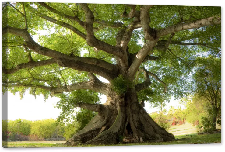 Tablou luminos in intuneric GlowforHome Copac in zi insorita 60 cm x 40 ...