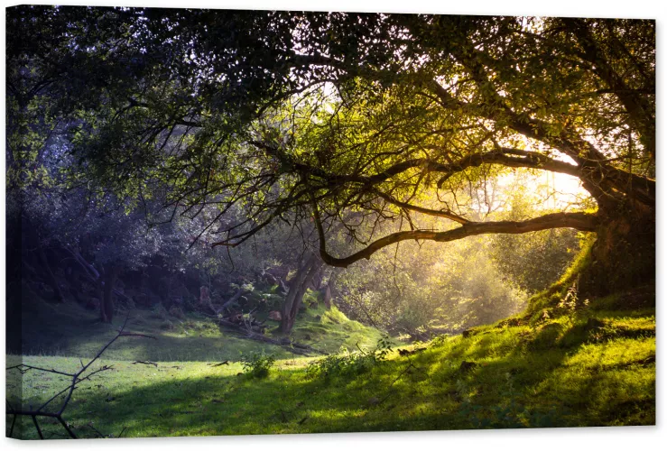 Tablou luminos in intuneric GlowforHome Copac umbros 90 cm x 60 cm