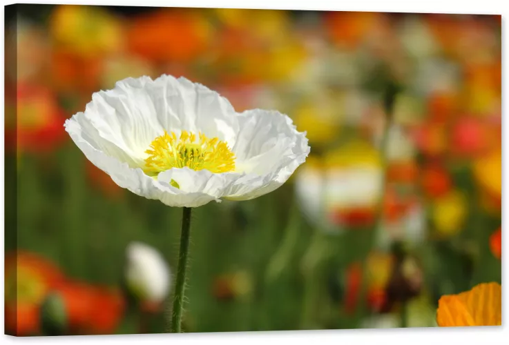 Tablou luminos in intuneric GlowforHome Floare alba de mac 90 cm x 60 ...