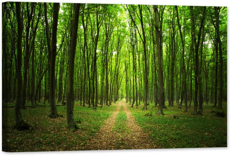 Tablou luminos in intuneric GlowforHome Frumoasa padure verde 120 cm x ...