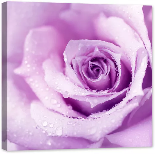 Tablou luminos in intuneric GlowforHome Fundal de trandafir umed violet ...