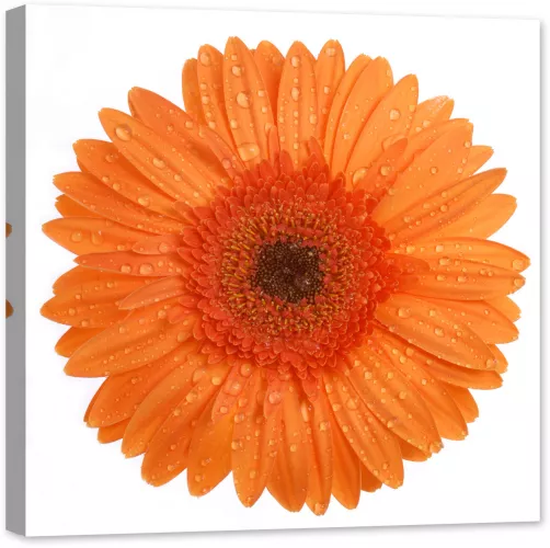 Tablou luminos in intuneric GlowforHome Gherbera Floare Pe fundal alb ...