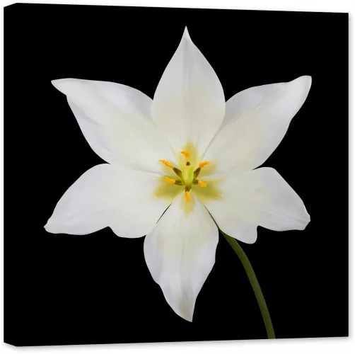 Tablou luminos in intuneric GlowforHome Lalea alba pe fundal negru 60 ...