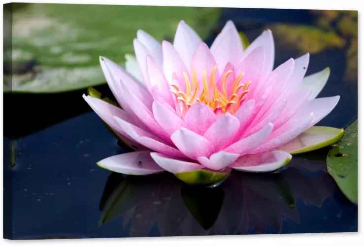 Tablou luminos in intuneric GlowforHome Lotus roz in apa 60 cm x 40 cm ...