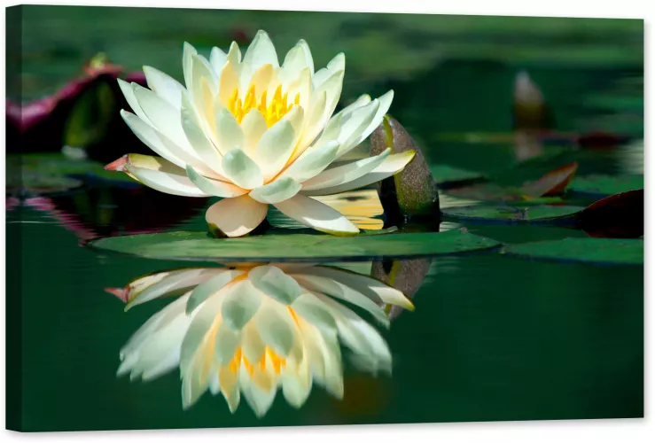 Tablou luminos in intuneric GlowforHome Nufar alb 120 cm x 80 cm amse ...
