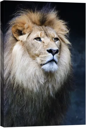 Tablou luminos in intuneric GlowforHome Portretul unui rege leu 60 cm x ...